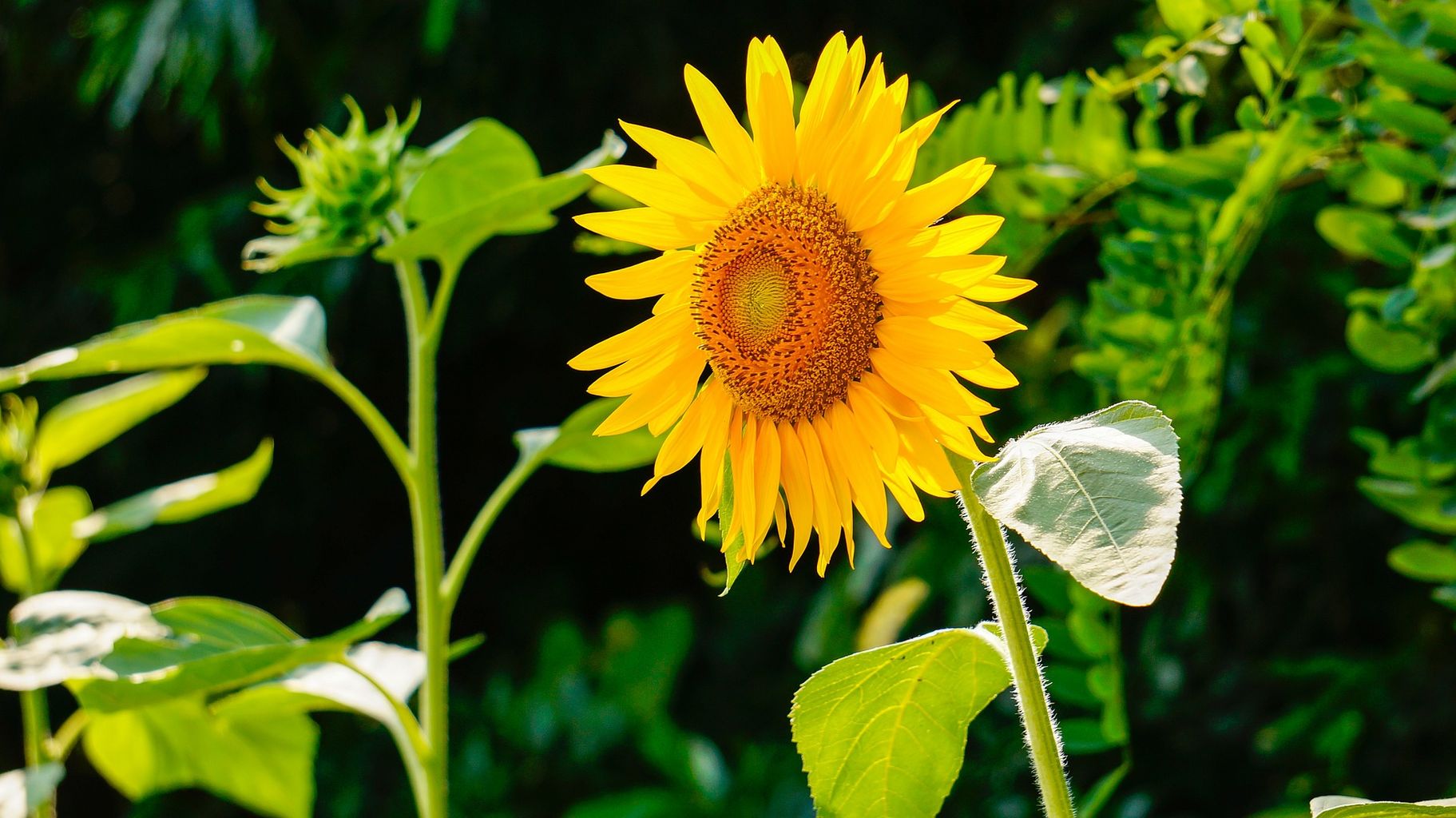 Bridlington residents urged to compete in growing sunflowers