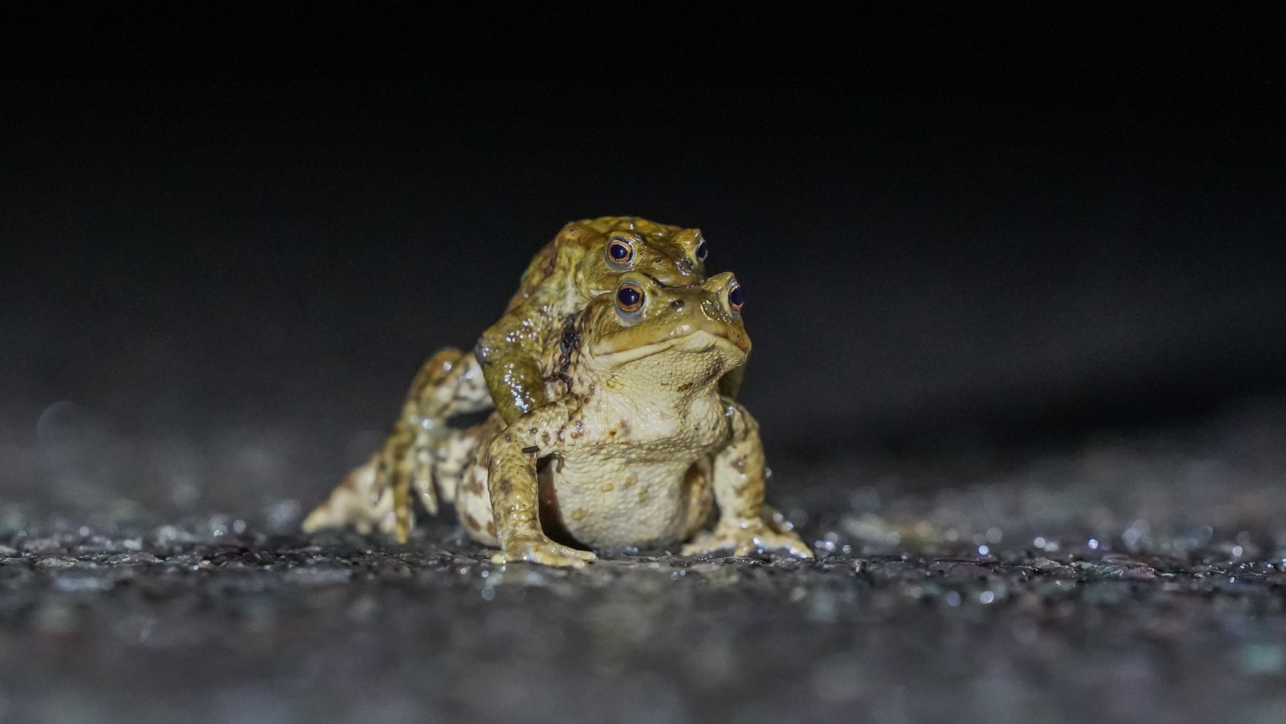 West Country toad crossing operation hailed a success | News - Greatest ...