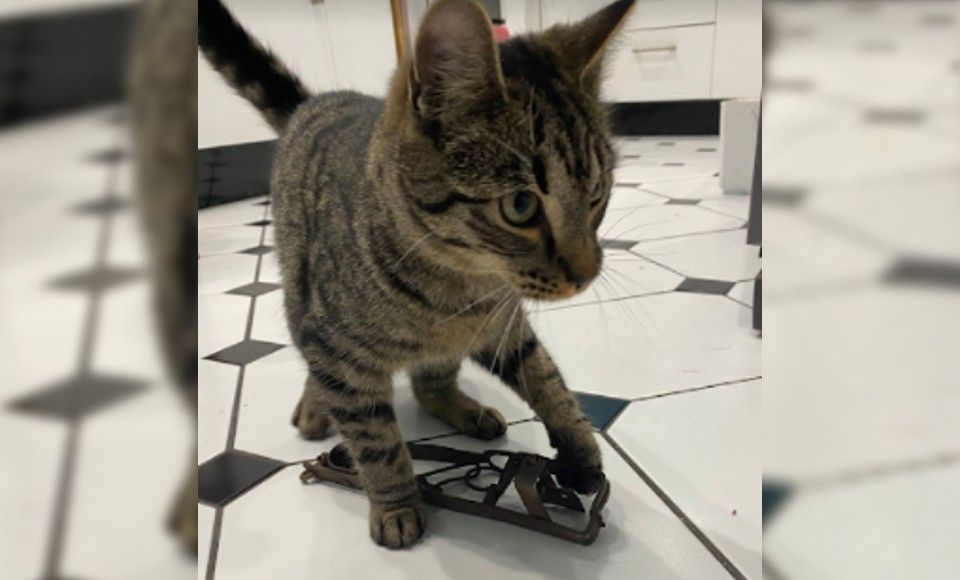 Kitten left severely injured by illegal trap in Salisbury
