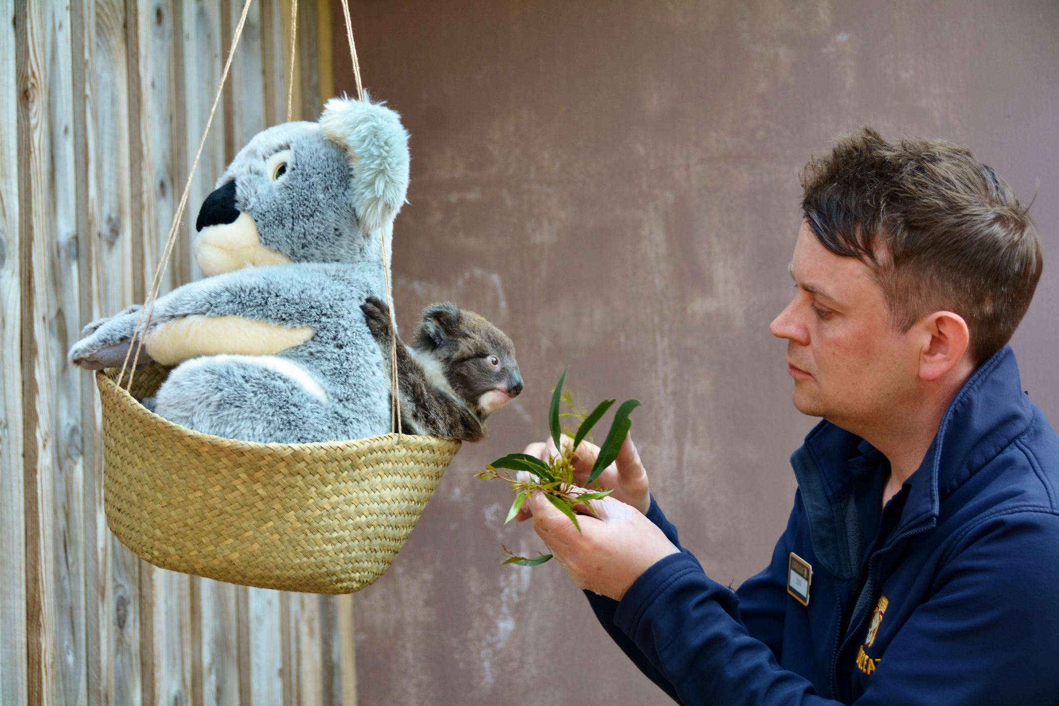 Cuddly TOY Koala helps keepers at Longleat weigh newest arrival | GHR ...