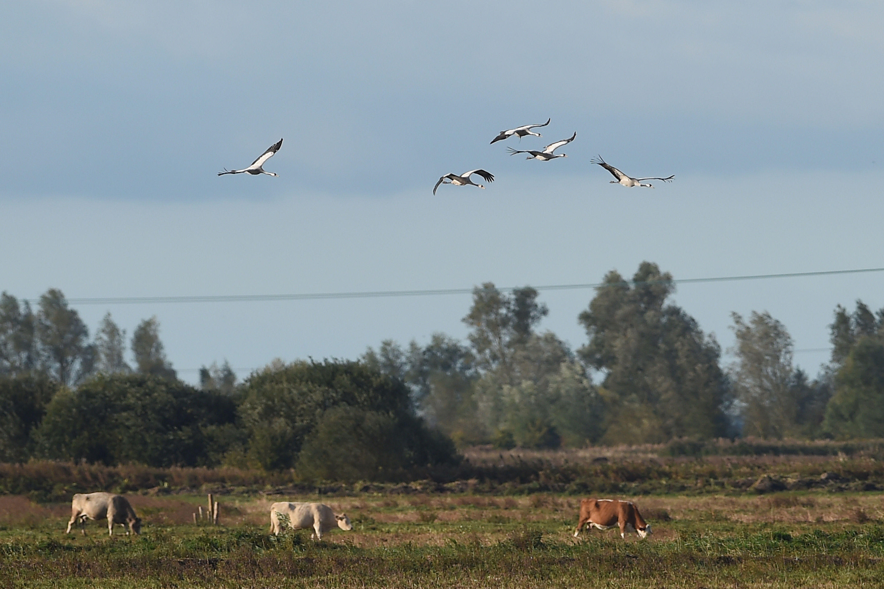 Project protecting rare birds in West Norfolk set to continue | News ...