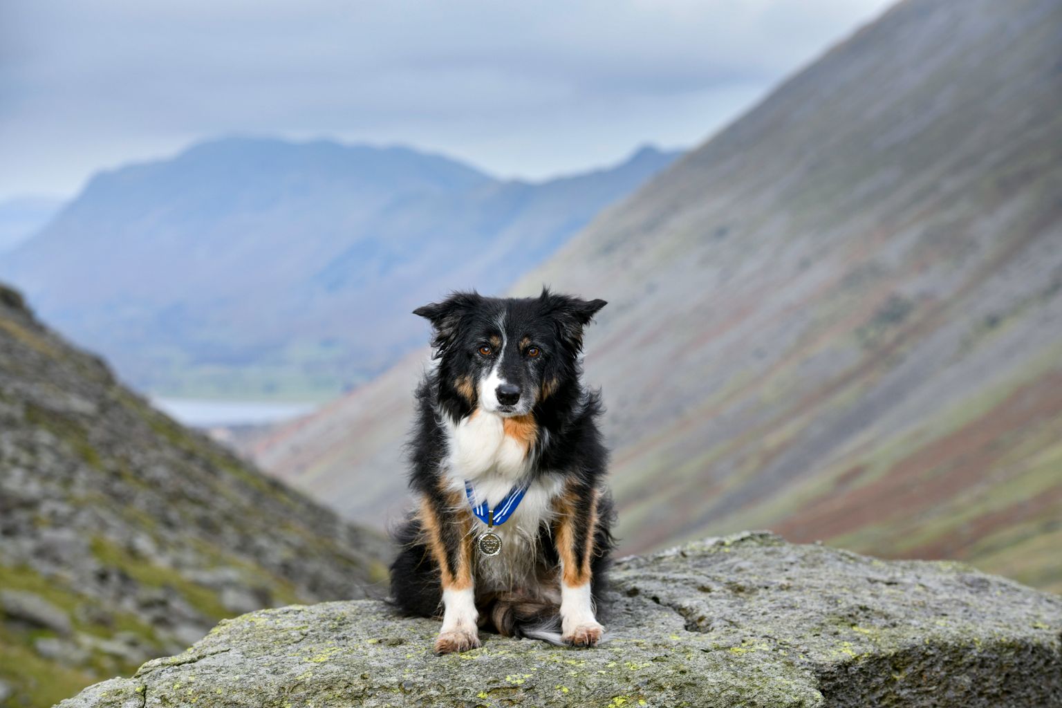 Mountain rescue dog honoured for 11 years of service | News - undefined