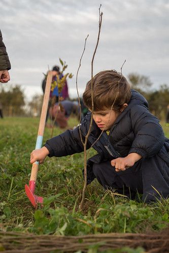 More than 13,500 trees sent out to people across Surrey | News ...