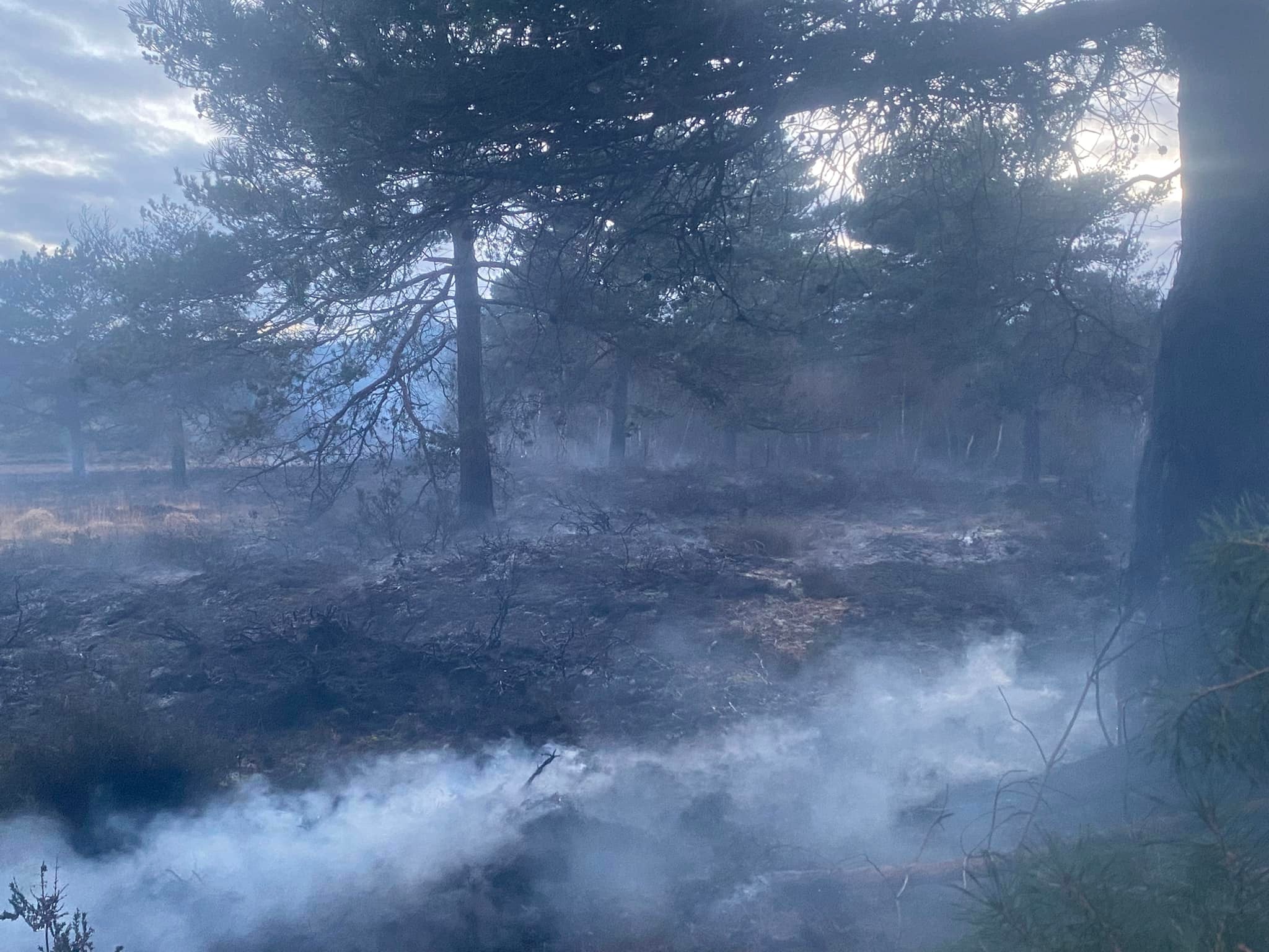 40 firefighters tackle large heath fire in Dorset