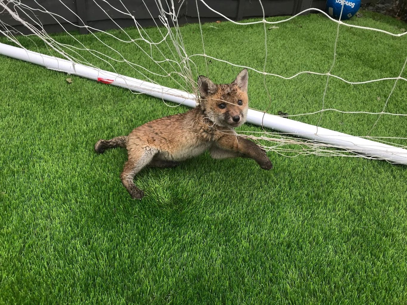 RSPCA rescue fox cub from a Surrey garden | News - Greatest Hits Radio ...