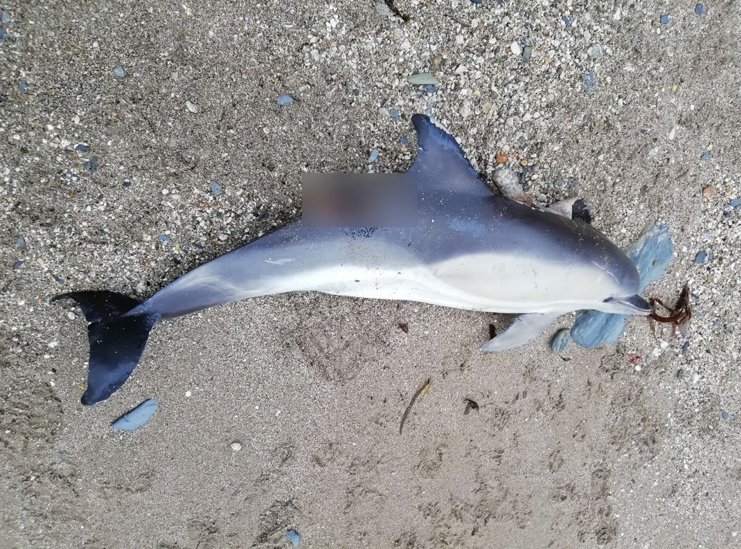 Warnings after dolphin is killed in boat propeller strike in Cornwall