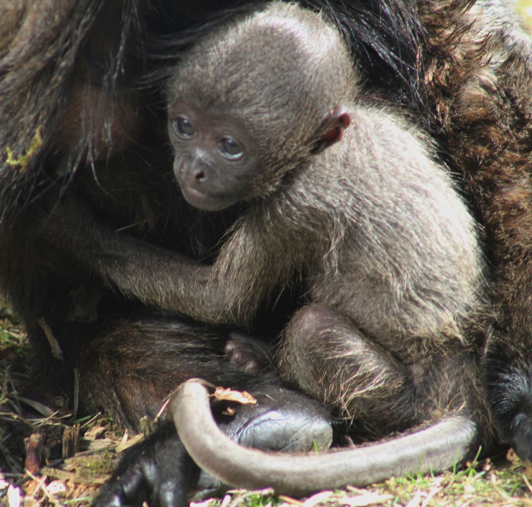 CUTE ALERT! Two new arrivals at Dorset's Monkey World