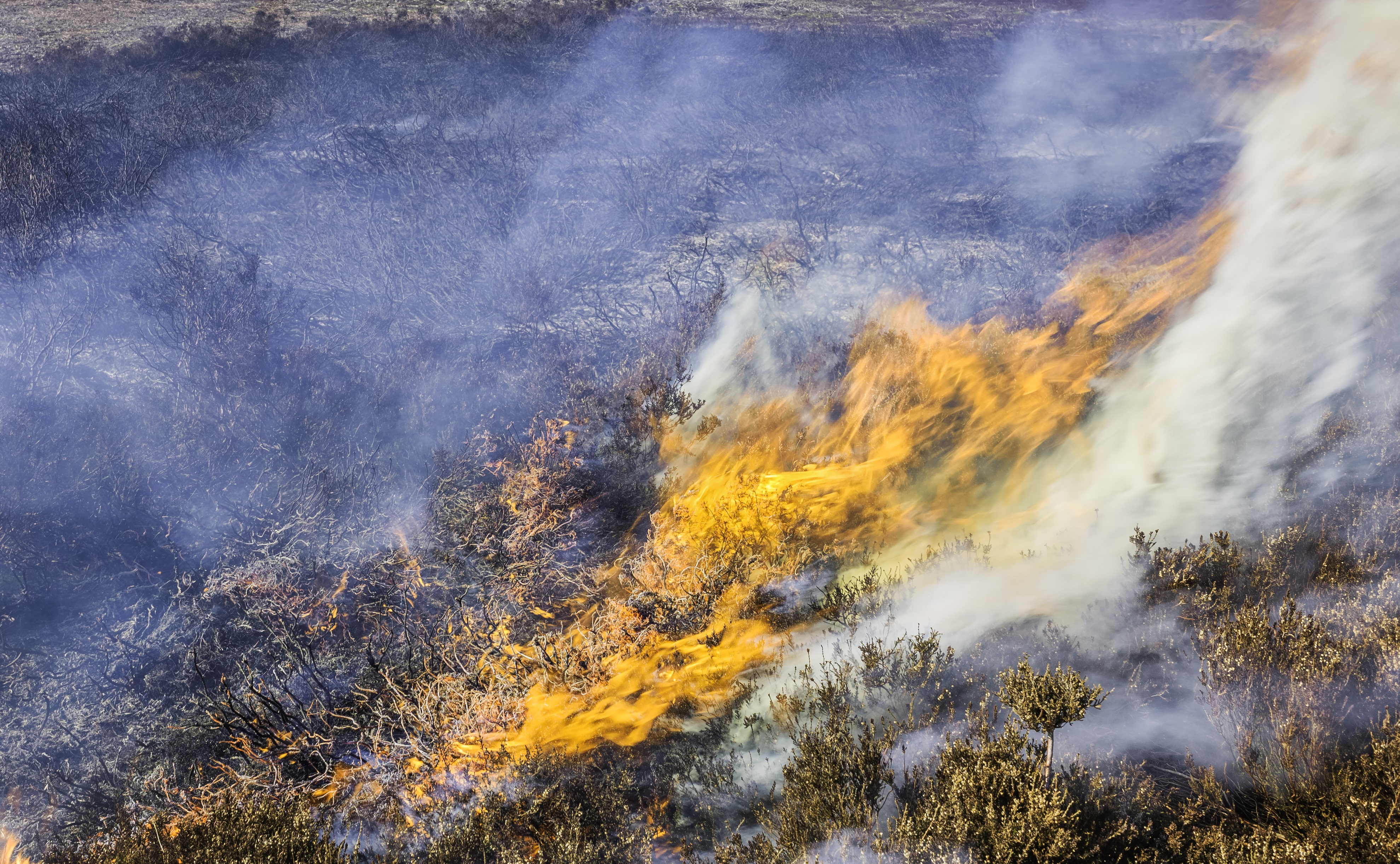 Crews tackle large heath fire in Poole | News - undefined