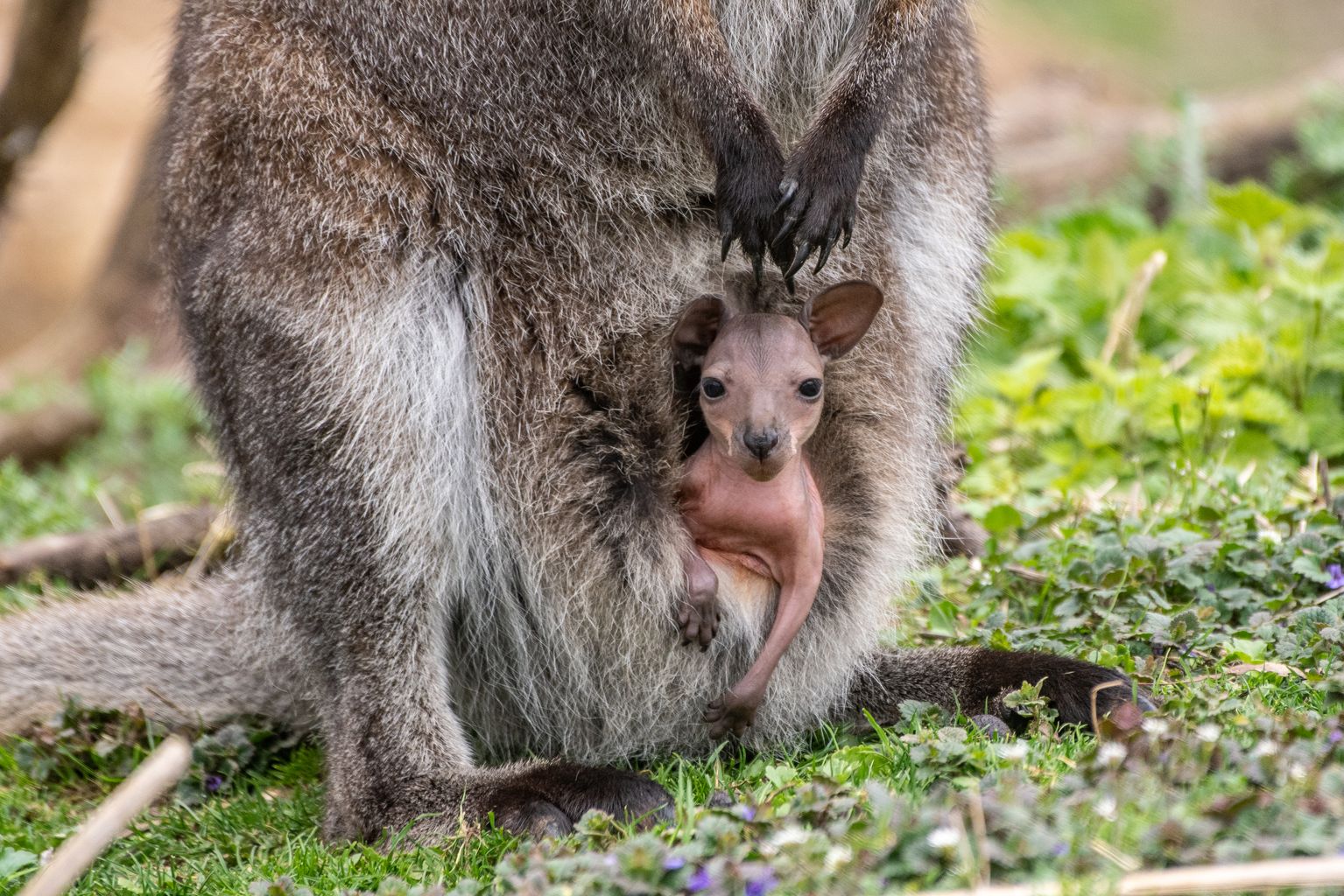 Red-necked wallaby joeys born at Marwell Zoo