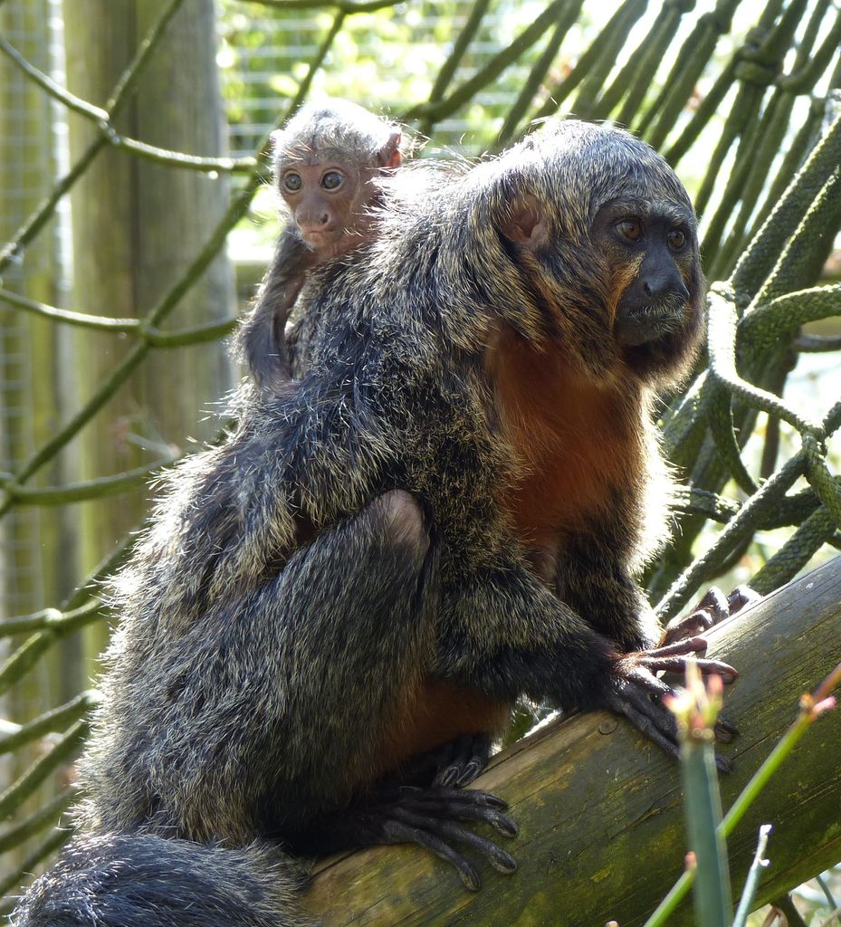 Exmoor Zoo celebrate the arrival of baby Saki Monkey | News - Greatest ...