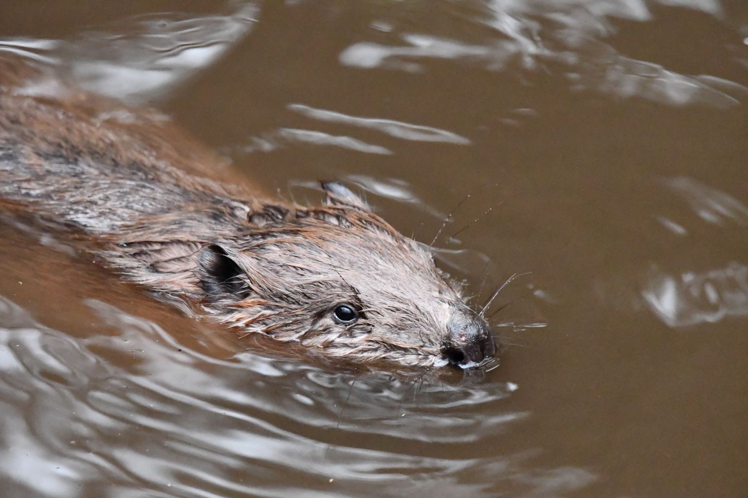 Beaver moved to new home in Cornwall as part of conservation project