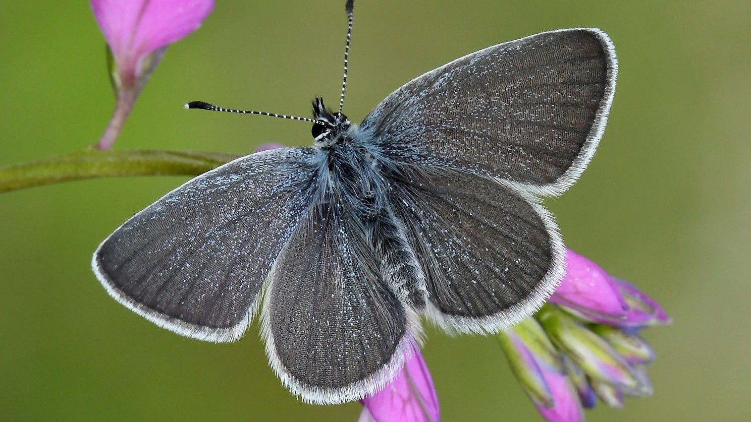 Dorset butterfly banks hope to attract UK's smallest butterfly