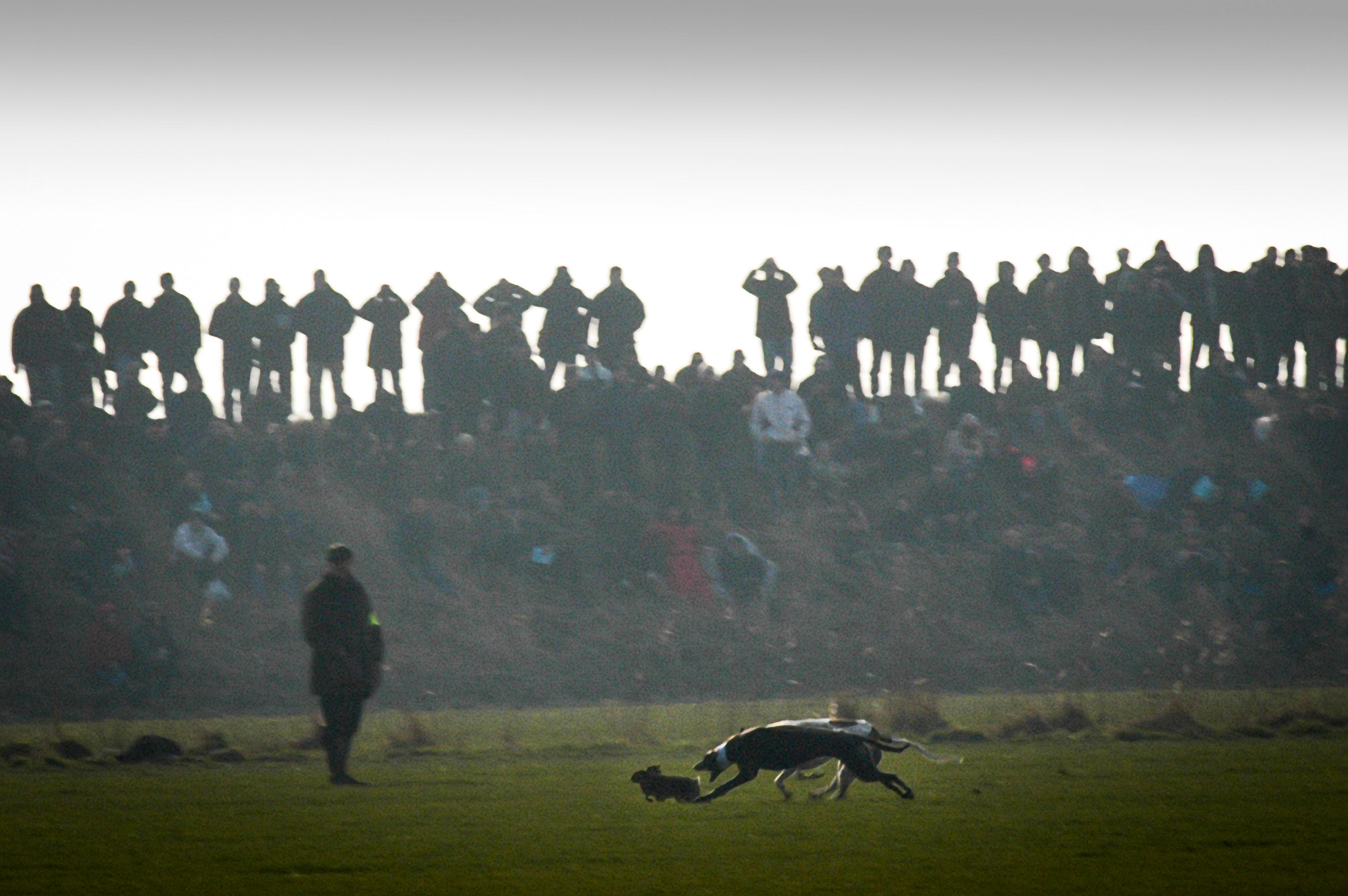 Renewed calls to tackle hare coursing in the East