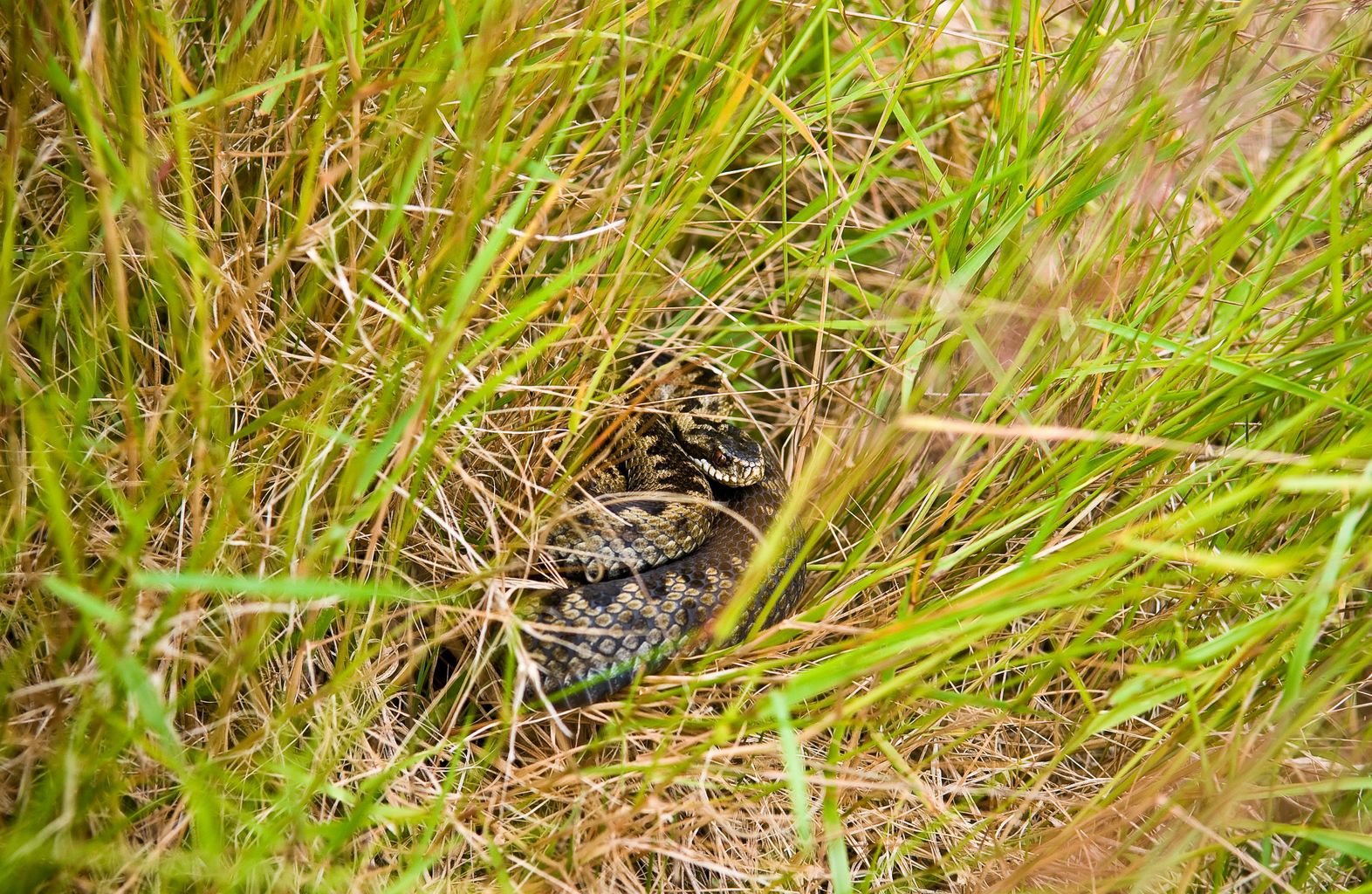 Award winning homes for Snakes in Somerset | News - Greatest Hits Radio ...