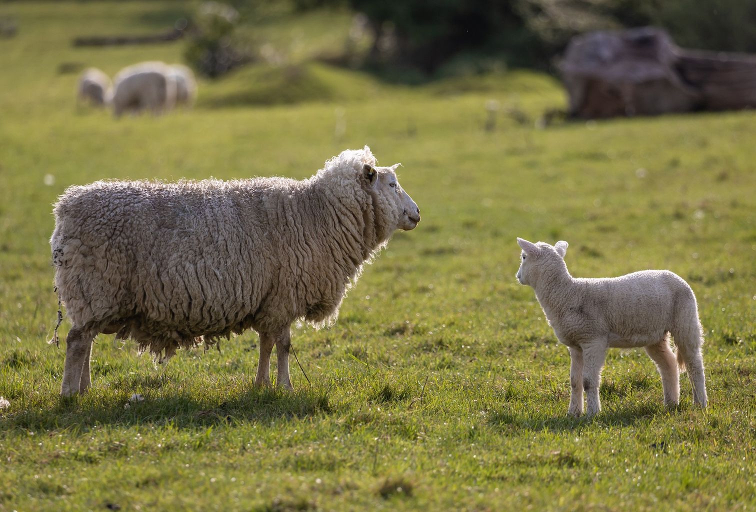 Over 60 sheep stolen from field near Boroughbridge