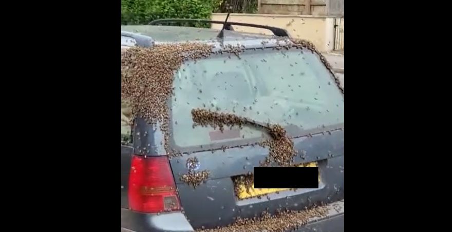WATCH: Video shows swarm of bees engulfing a car in Taunton | News ...