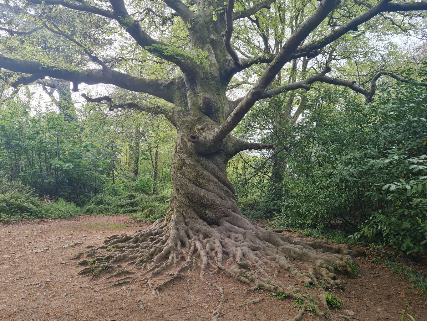 Ancient twisted tree at Cornish country park being dedicated to the Queen