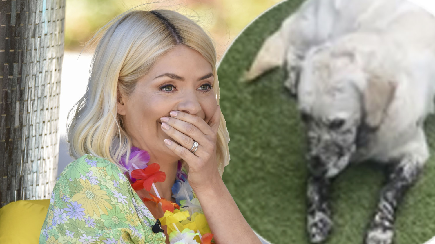 Holly Willoughby shares hilarious video of mischievous dog as he digs ...