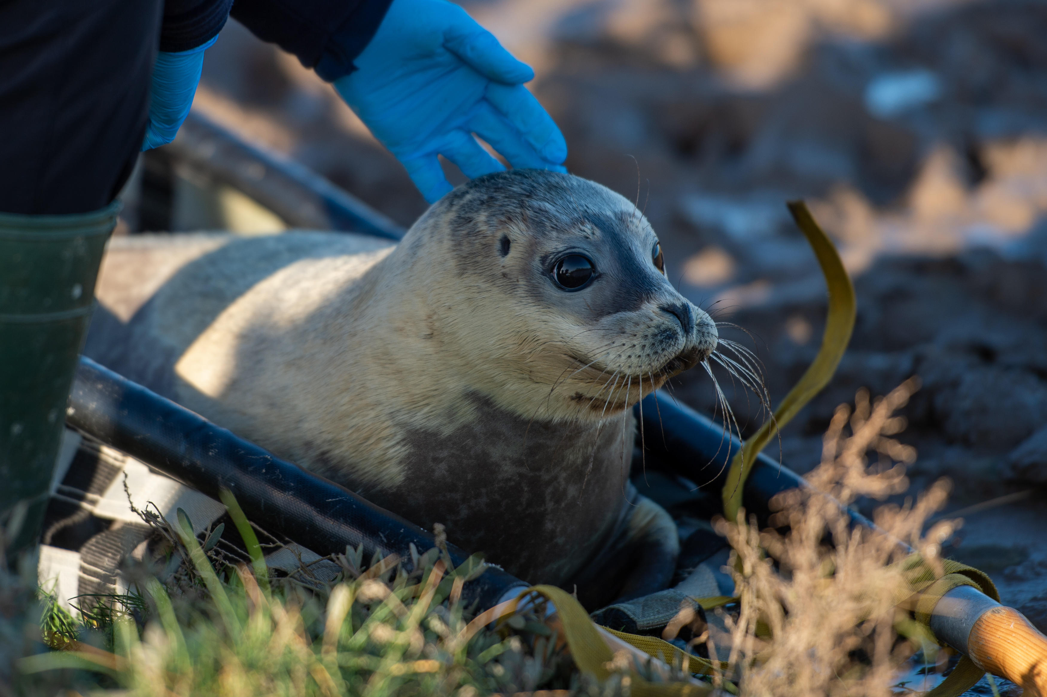 Nine seals released back into the wild after months recovering in ...