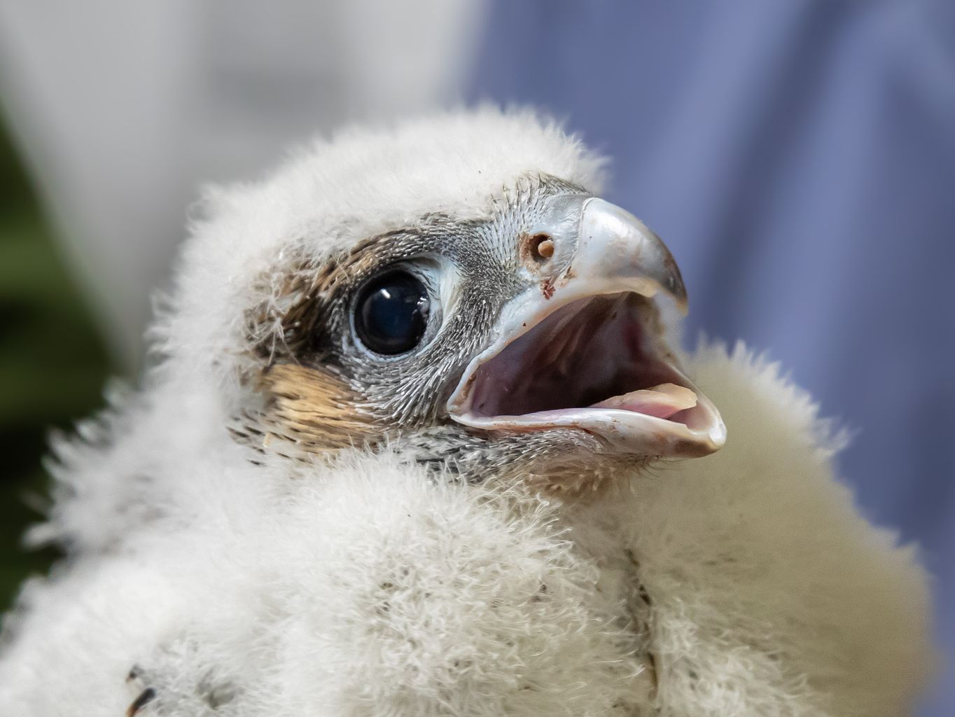 Vote for Salisbury Cathedral's peregrine chicks jubilee themed names