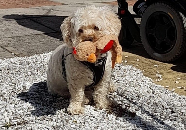 Therapy dog at Cornwall's Merlin MS Centre has gone missing