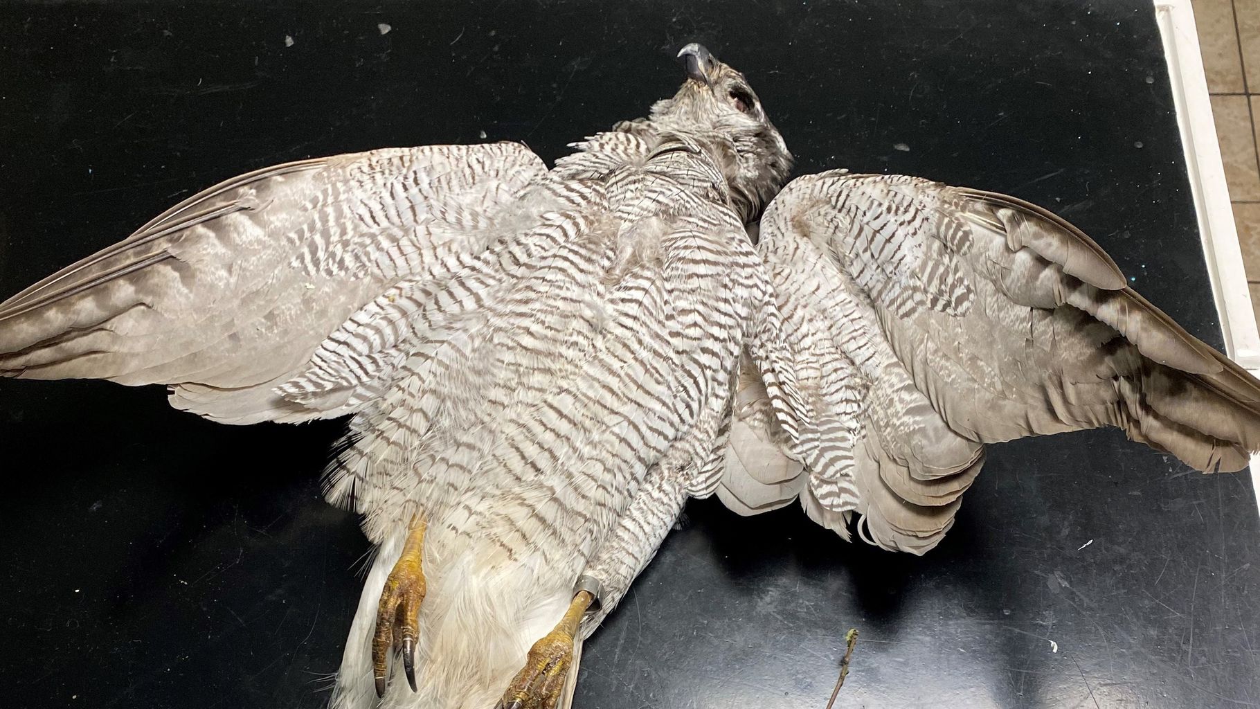 Birds of prey found dead in Forest of Dean | News - Greatest Hits Radio ...