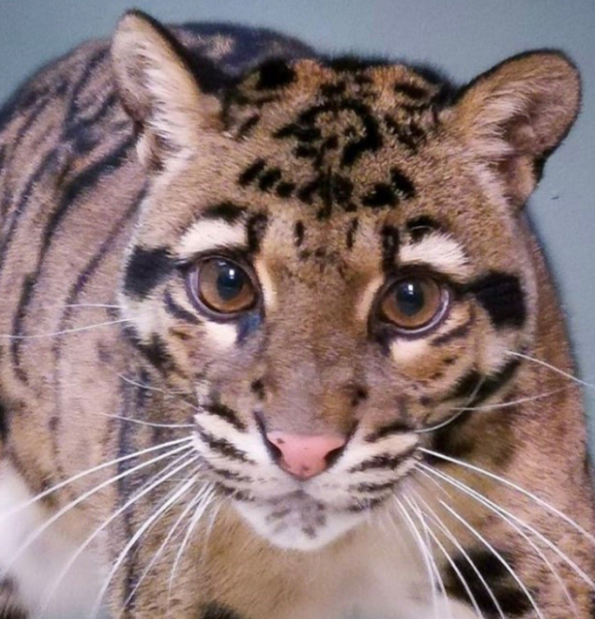 Marwell Zoo welcomes two new arrivals | News - Hits Radio (South Coast)