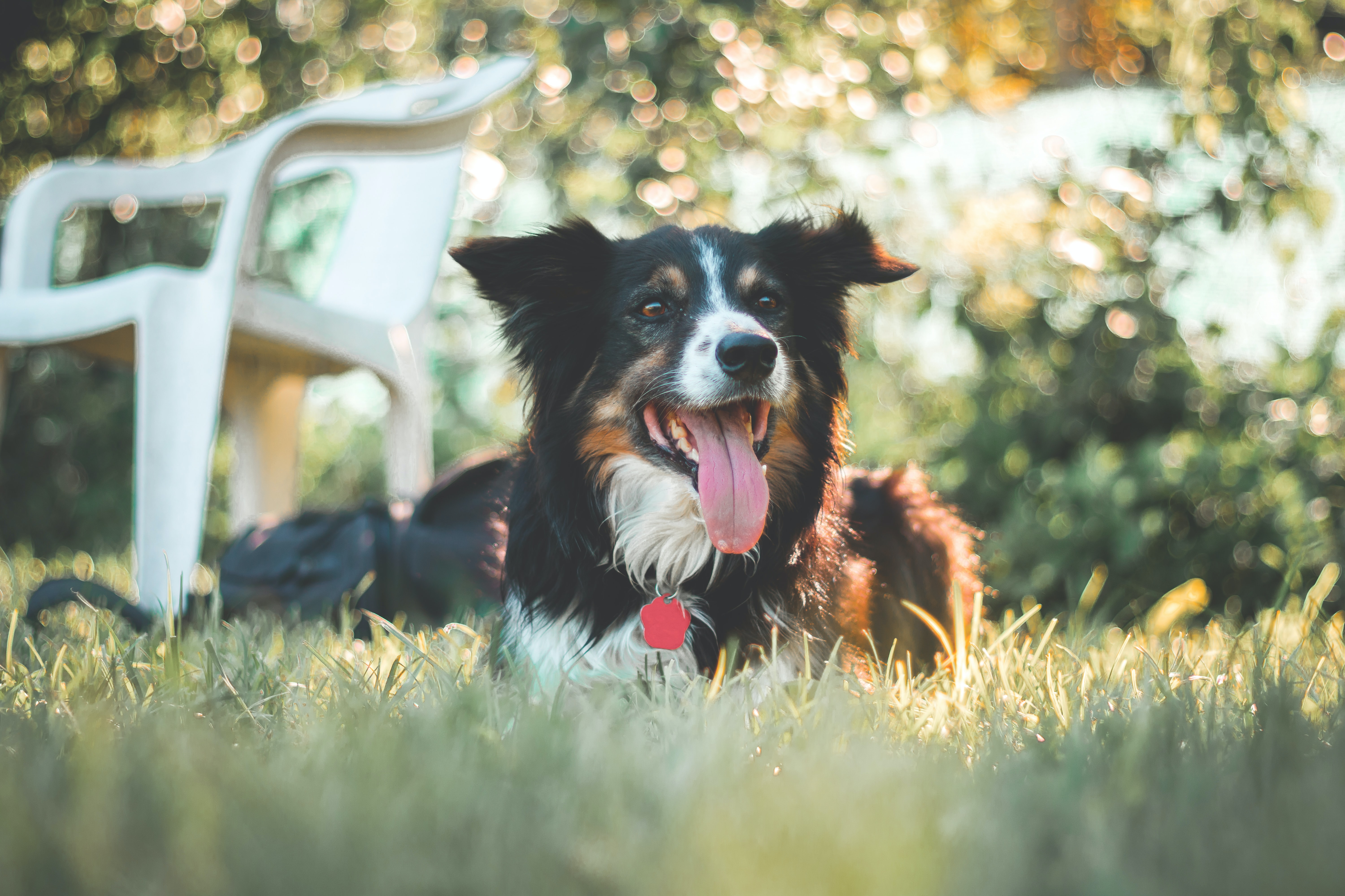 Essex experts on how to keep pets safe during heat wave