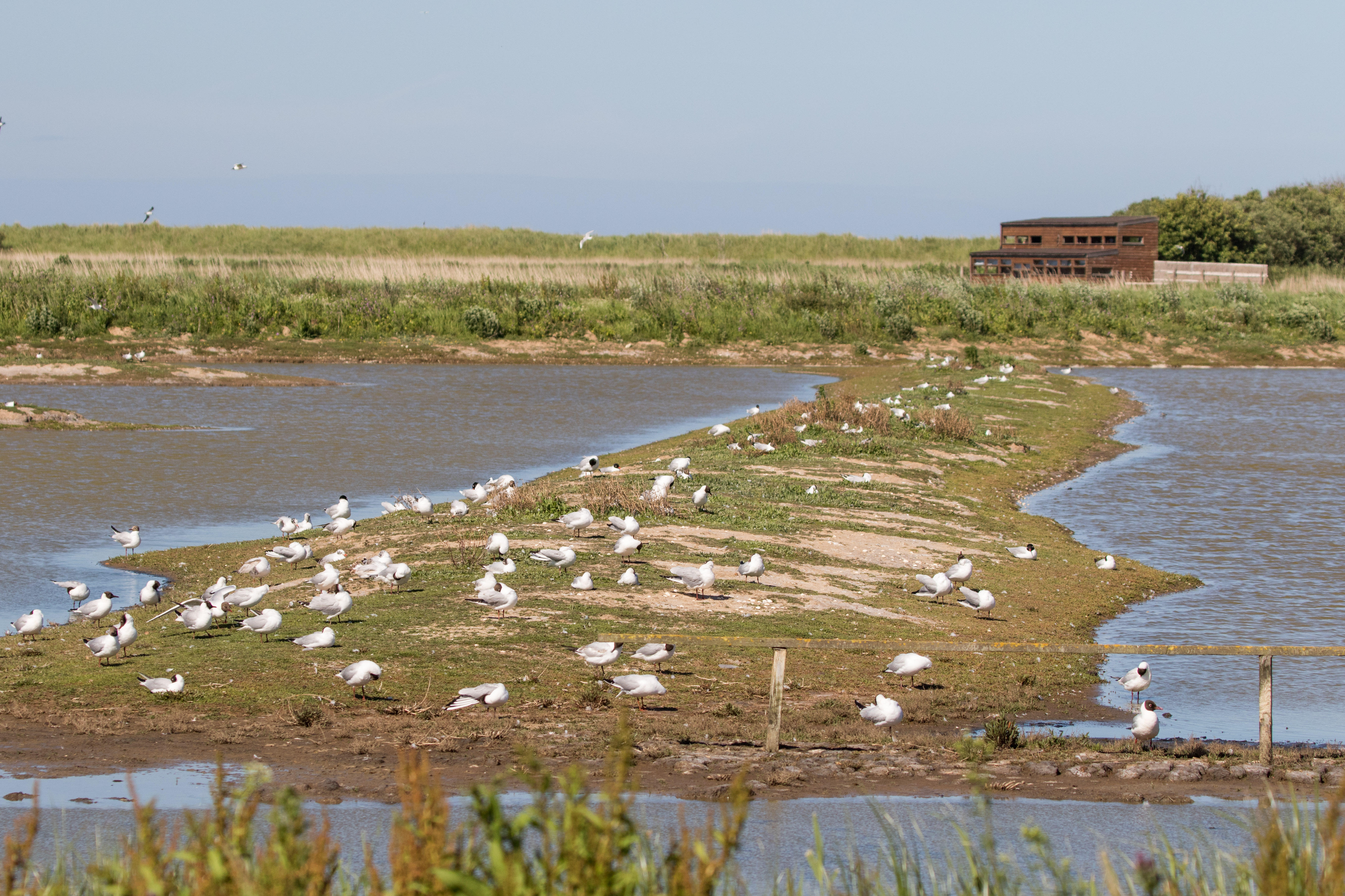 Bird flu outbreak confirmed at Suffolk nature reserve | News - Greatest ...