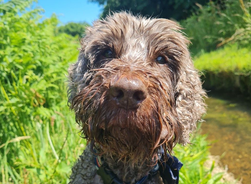 Forever home appeal for Cornwall Cockapoo Paddy