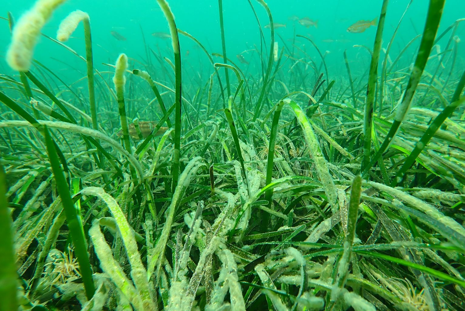 One of UK's biggest underwater seagrass meadows found in Cornwall