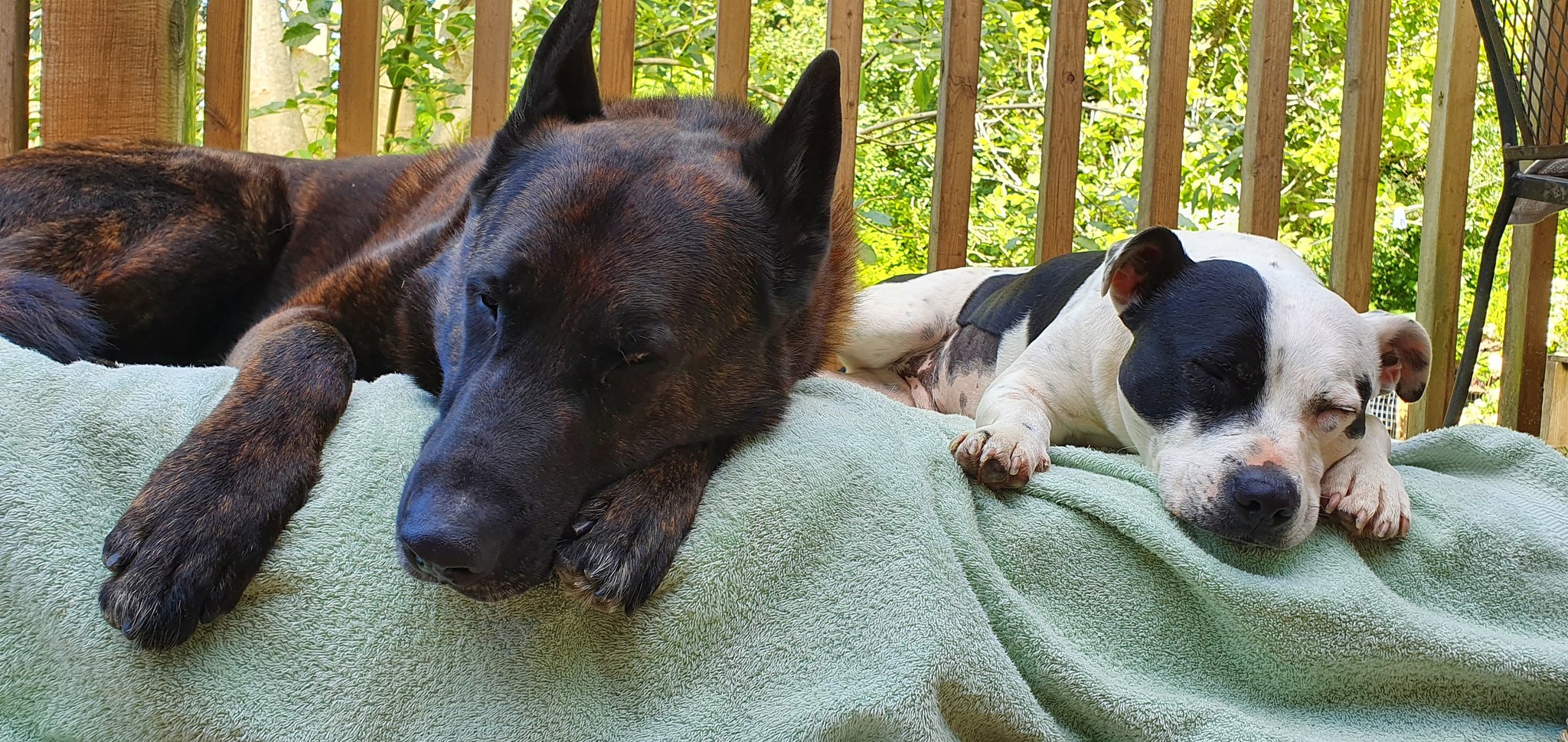 Two Police dogs retire from Wiltshire's force after years of service ...