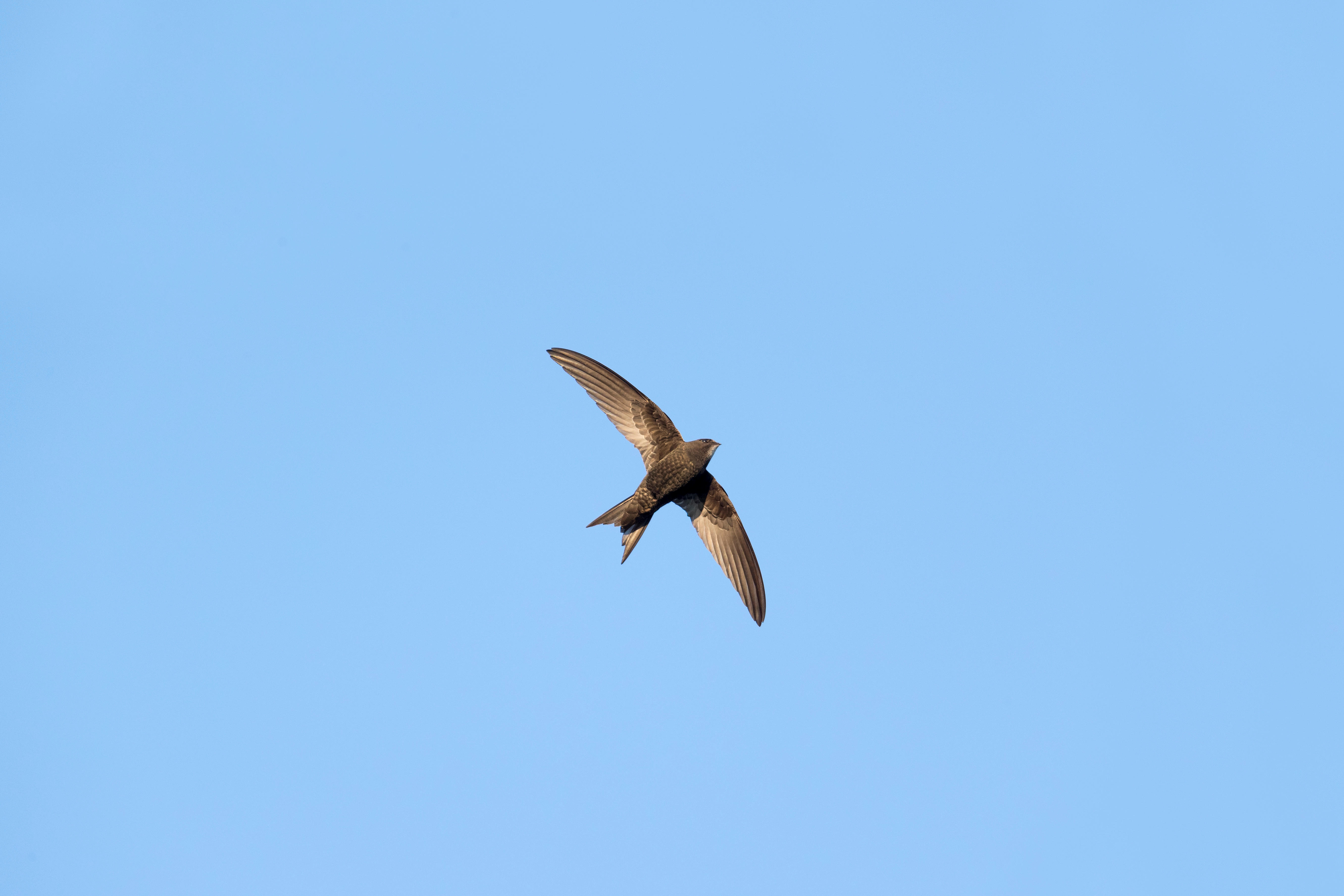 Swift boxes installed in Salisbury to help reduce decline in bird numbers
