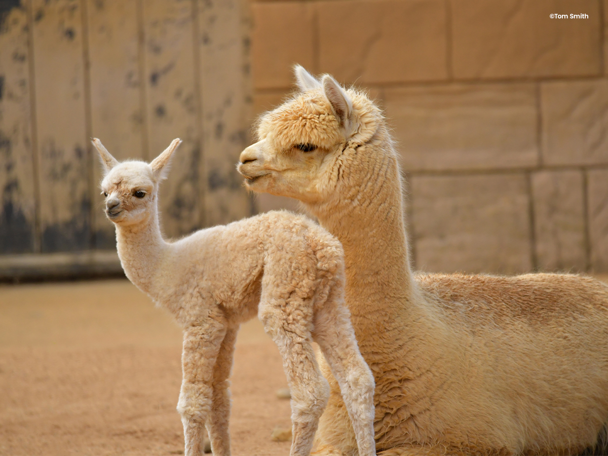 Baby alpaca born at Colchester Zoo | News - Greatest Hits Radio (Essex)