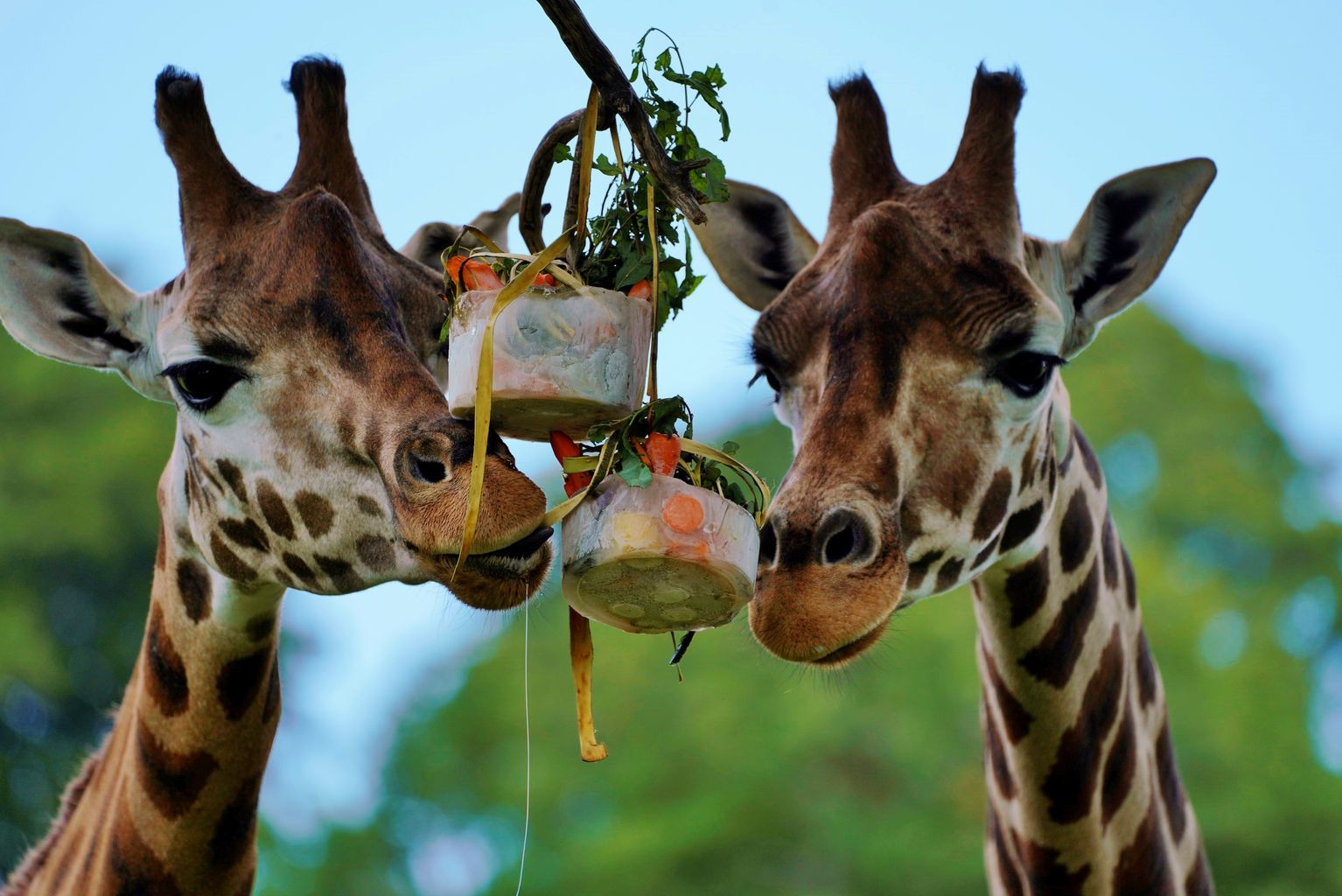 Ice lollies keeping exotic animals at Longleat chilled during heatwave