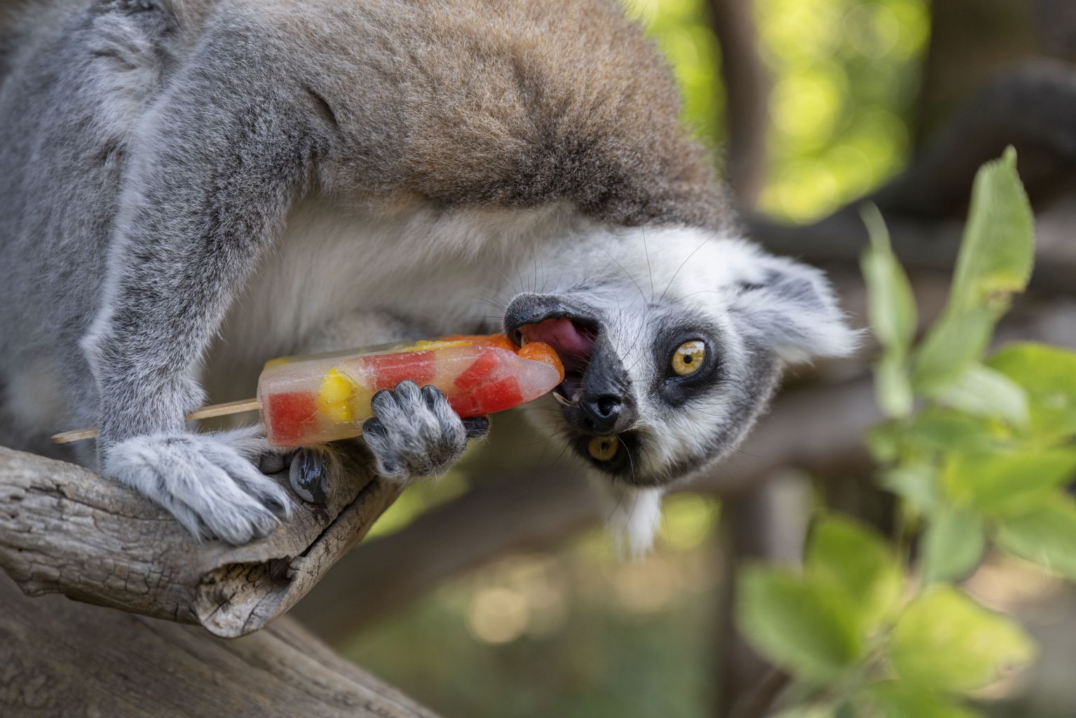 West Midlands Safari Park animals keeping cool | News - undefined