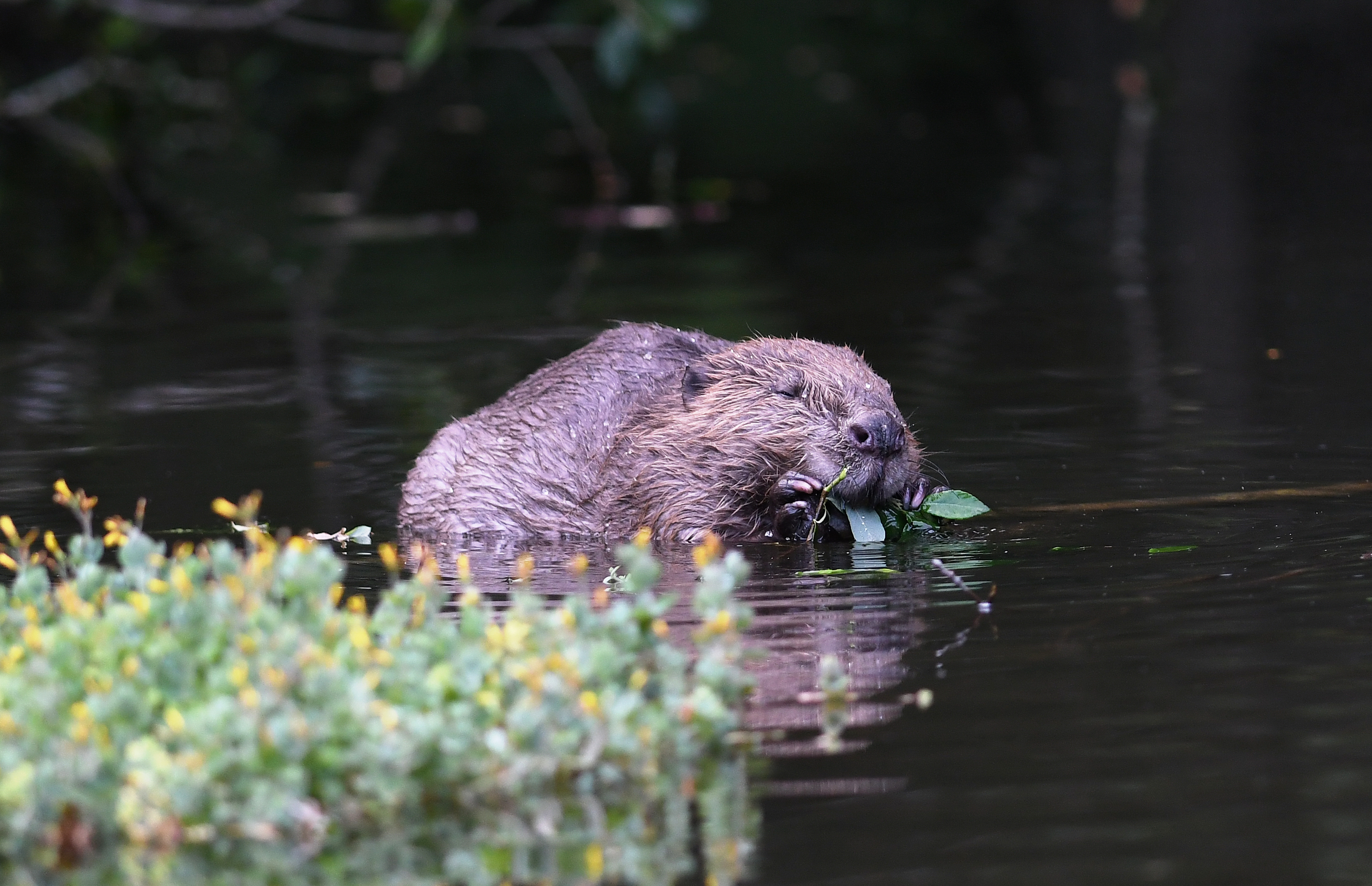 Wild beavers to be released on Isle of Wight | News - undefined