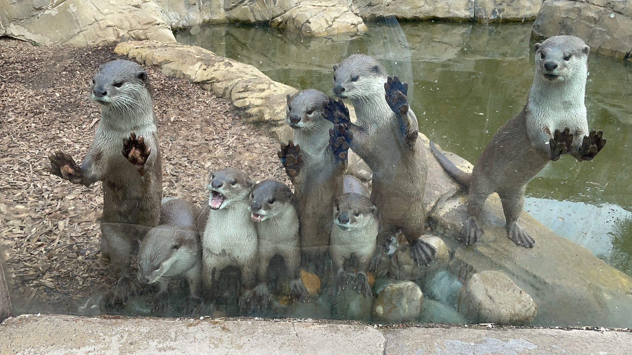 Colchester Zoo reveal how they keep the animals cool in the summer ...