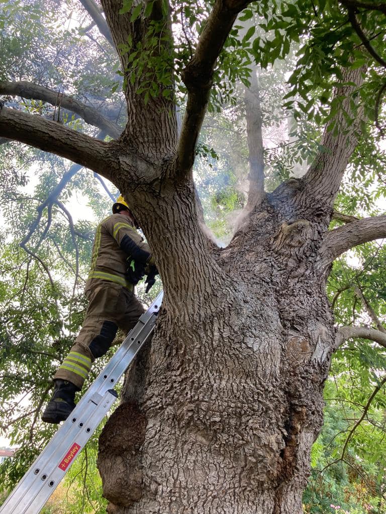 Ancient Oak tree set on fire in Bridport | GHR Dorset