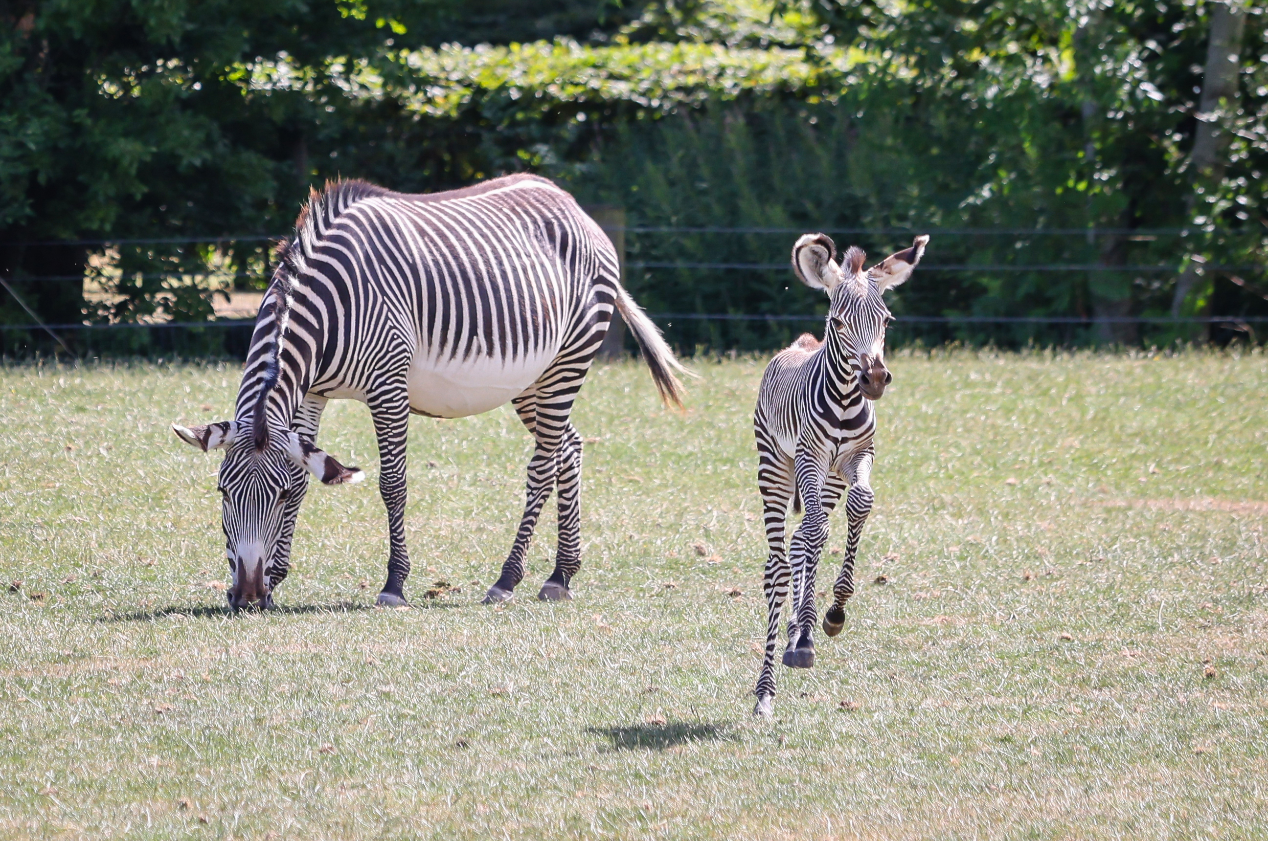 Marwell Zoo welcomes a zebra foal | News - Hits Radio (South Coast)