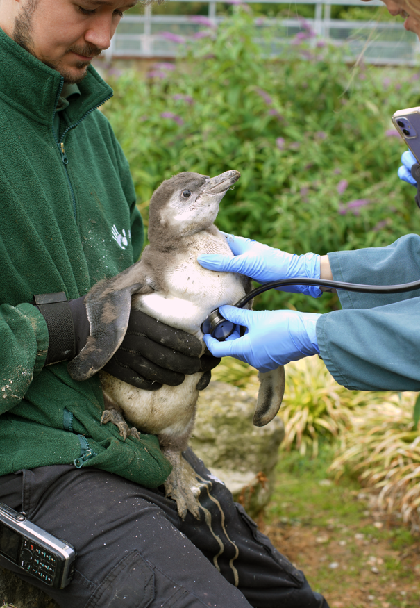 PHOTOS: Clean bill of health for Marwell's penguin chicks | News ...