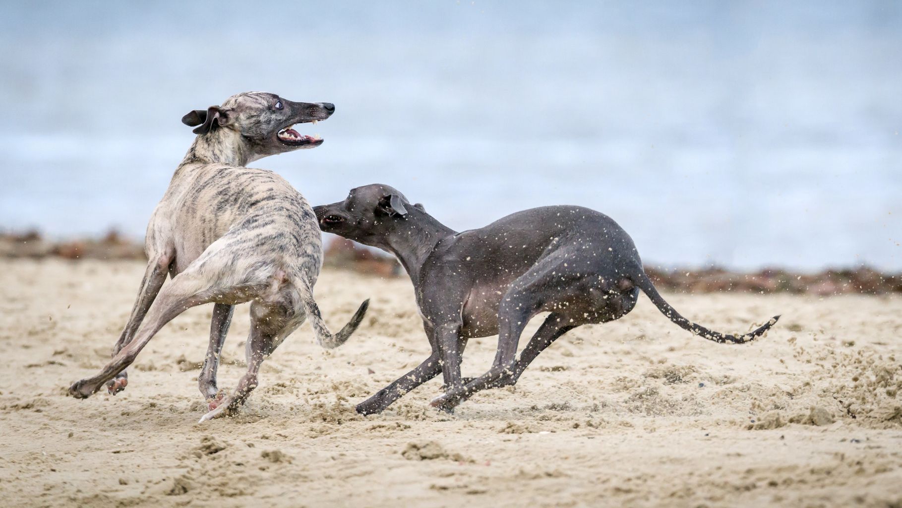 Wales Looks to Ban Greyhound Racing