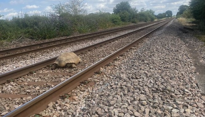 Giant tortoise rescued from railway tracks near Thetford | News ...
