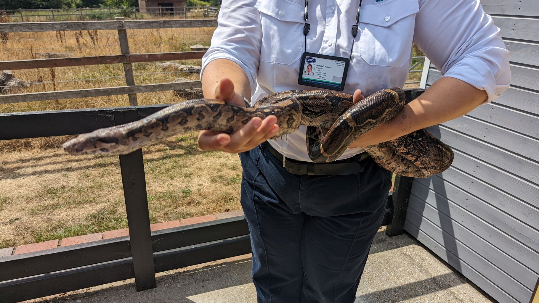 5ft snake rescued after being found outside McDonalds | News - undefined