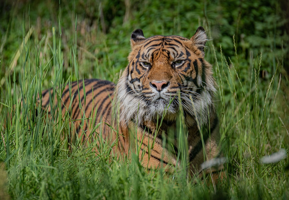 Chester Zoo welcomes endangered Sumatran tiger 'Dash' with hope for cubs