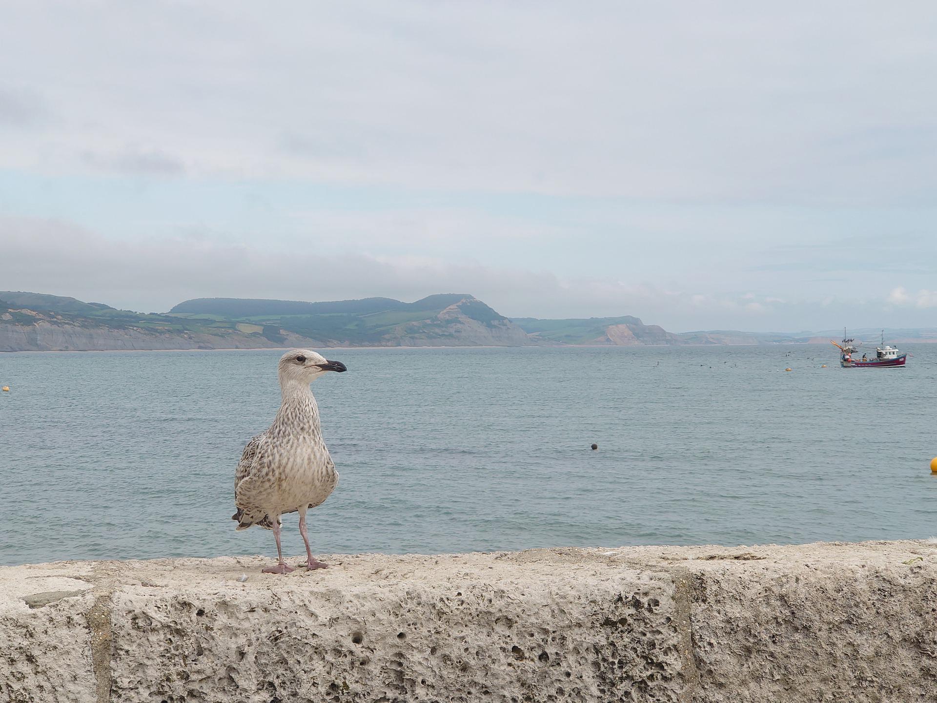 Seagull suffers broken wing after hit with a cricket bat in Lyme Regis ...