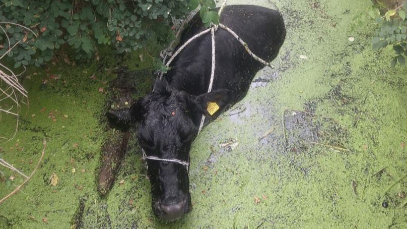 Cow recovering after rescue from Dorset river by firefighters