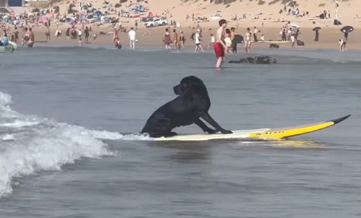 Surfing dog at Newquay's Fistral Beach