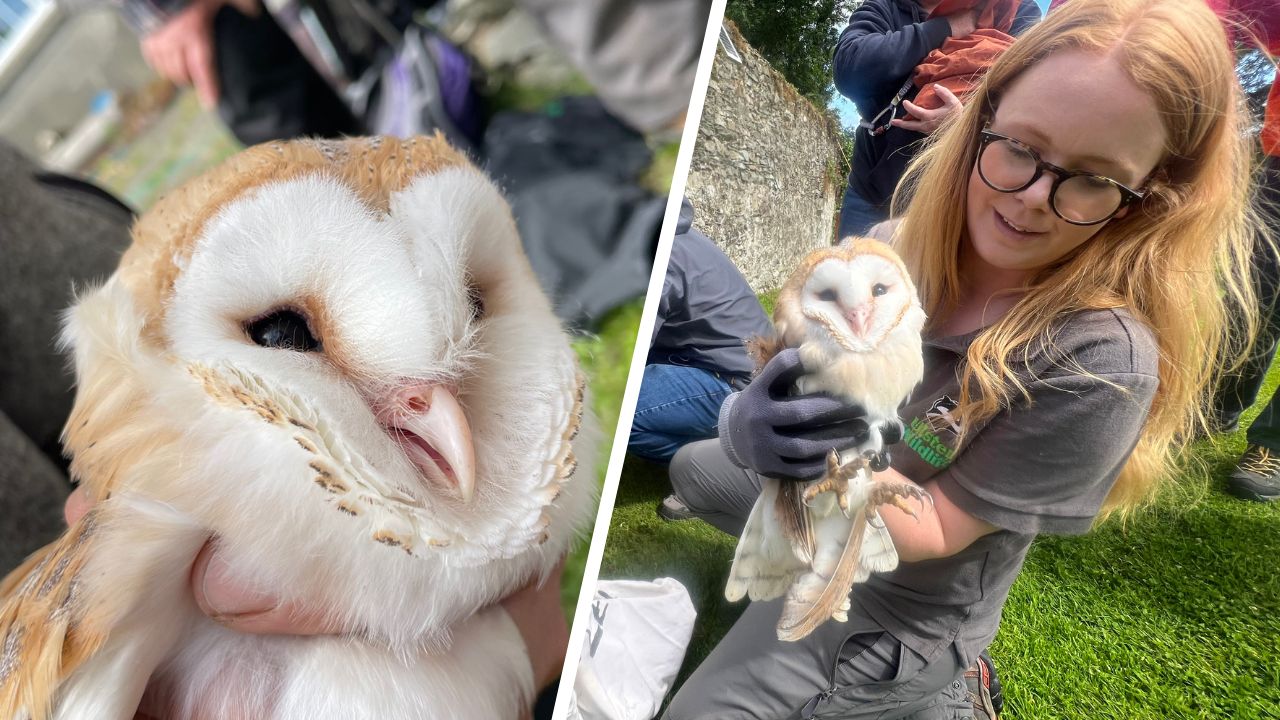 New barn owl nest site discovered on nature-friendly farm in Co. Down ...