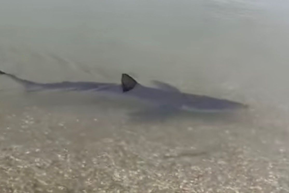 Blue shark seen swimming close to shore in Cornish estuary